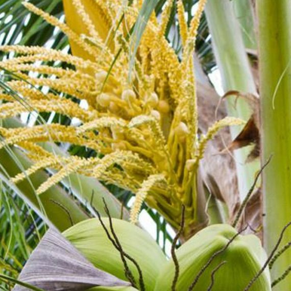 Portfolios archivo | HoneyGreen