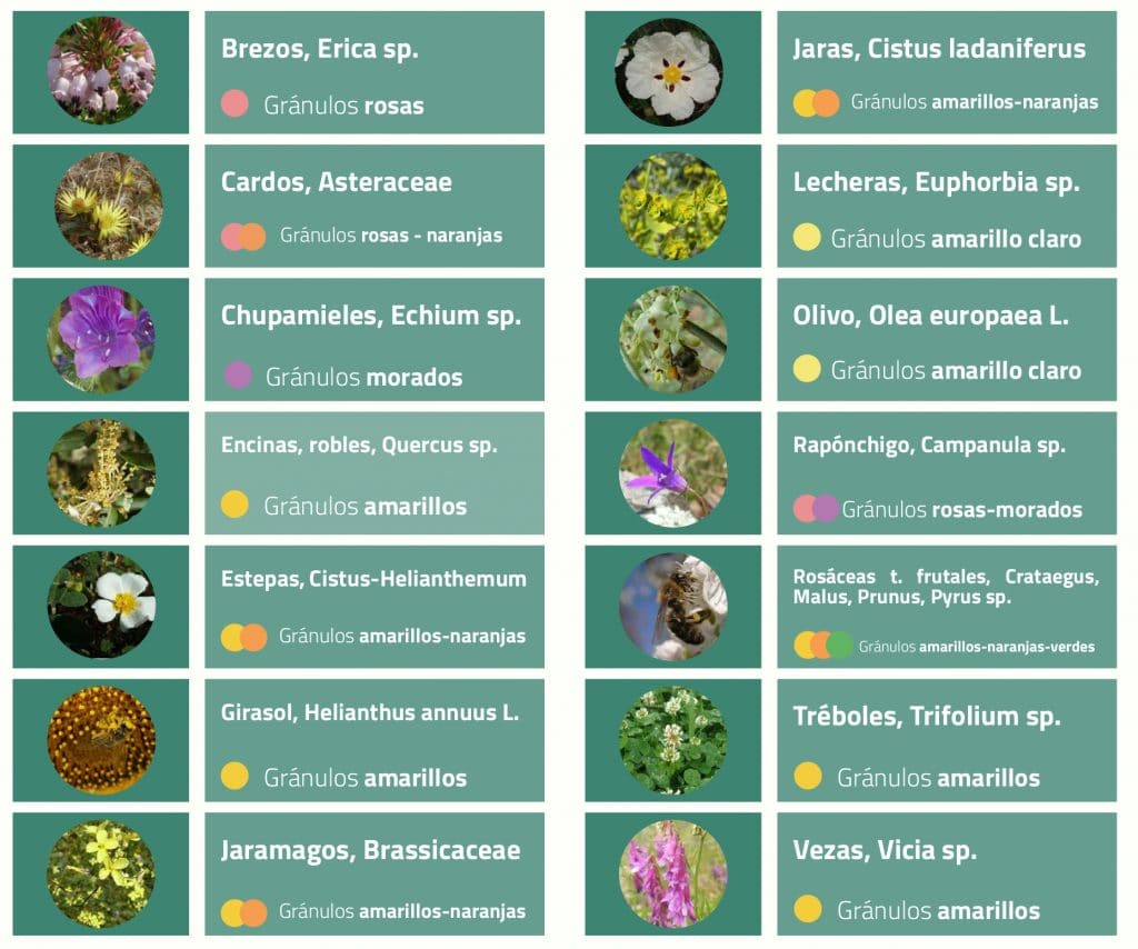 ¿Por qué el polen de abeja se considera un gran superalimento?