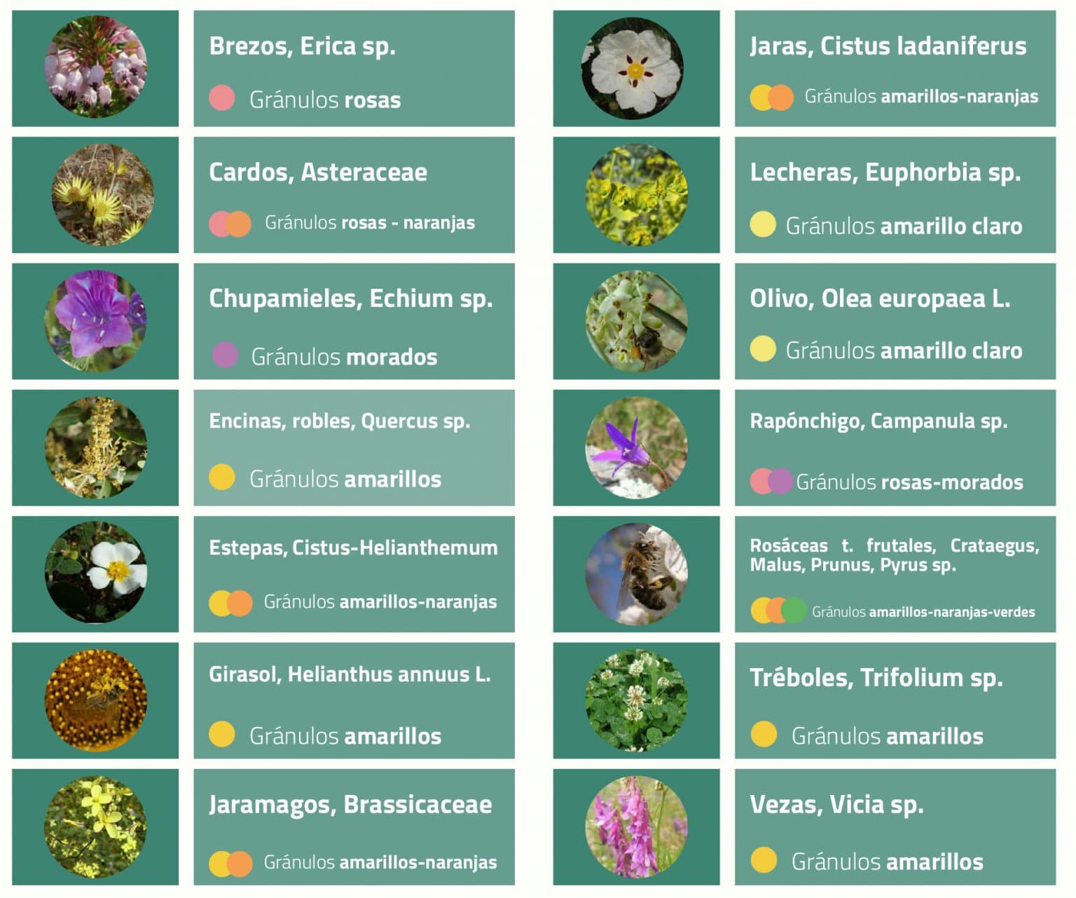 ¿Por qué el polen de abeja se considera un gran superalimento?