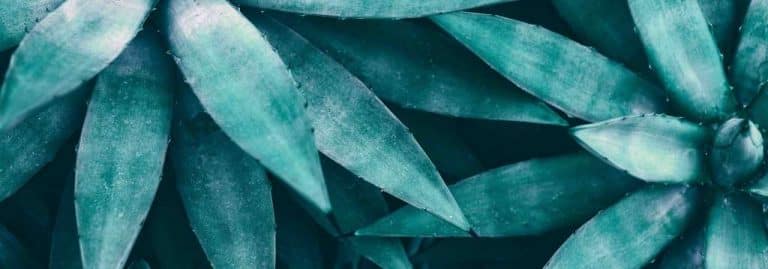 Origin, benefits and uses of Agave Syrup on the food industry