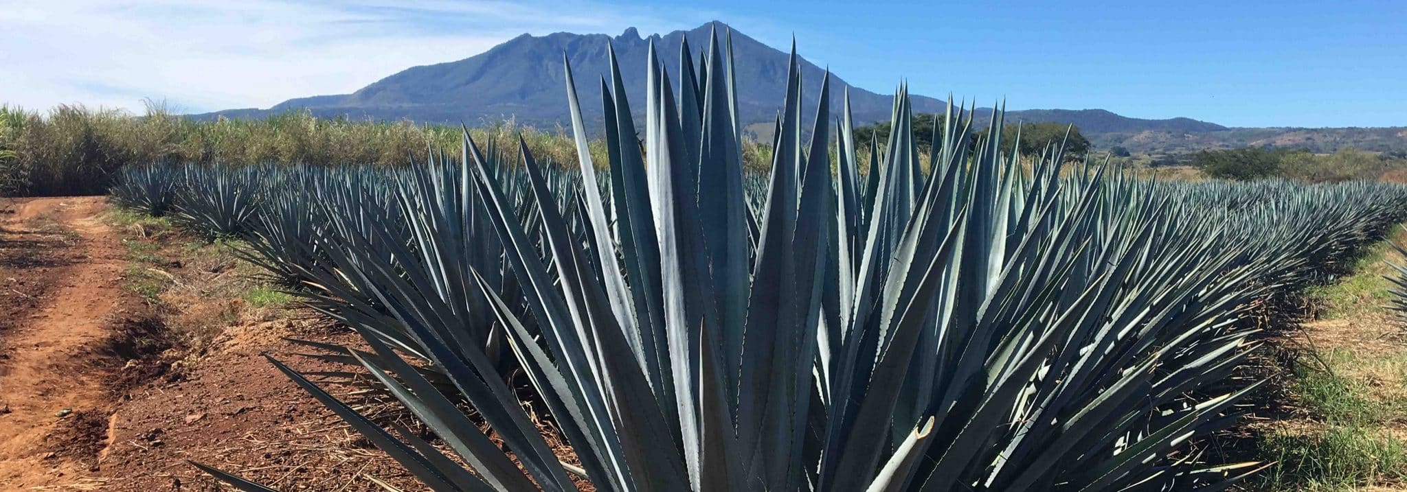 Agave as a sweetener for your food supplement formulation